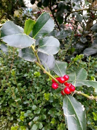 La magia del acebo en El Bosque Encantado- Jardín Botánico